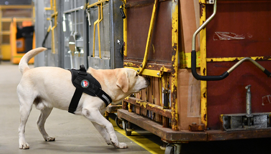 Cargo Screening K9® Alliance Becomes the First to Certify Under the TSA ...